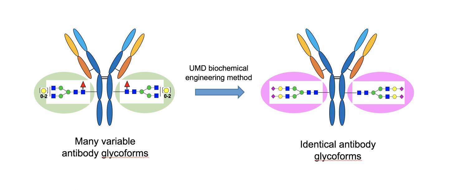 New method enables creation of better therape | EurekAlert!