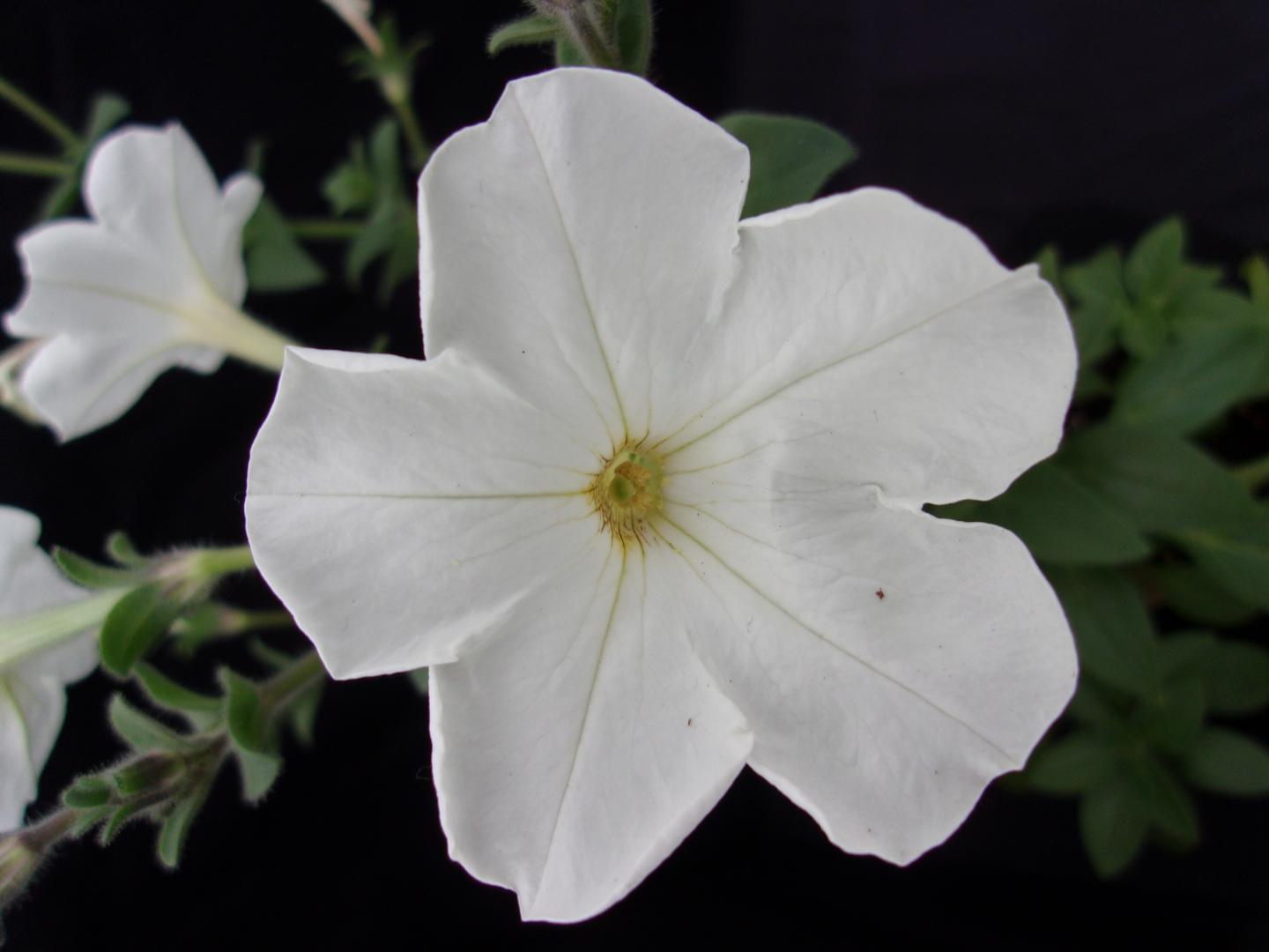F0198 White Petunia [IMAGE] | EurekAlert! Science News Releases