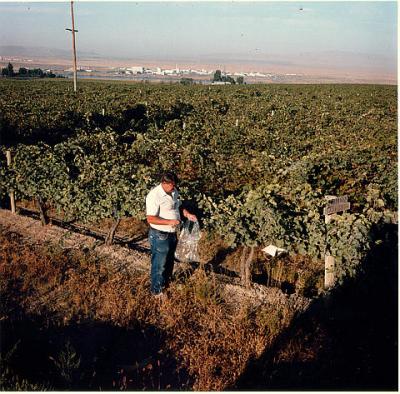 Grapes in Washington State | EurekAlert!