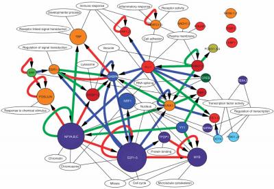 Transcription Factor Network I [IMAGE] | EurekAlert! Science News Releases