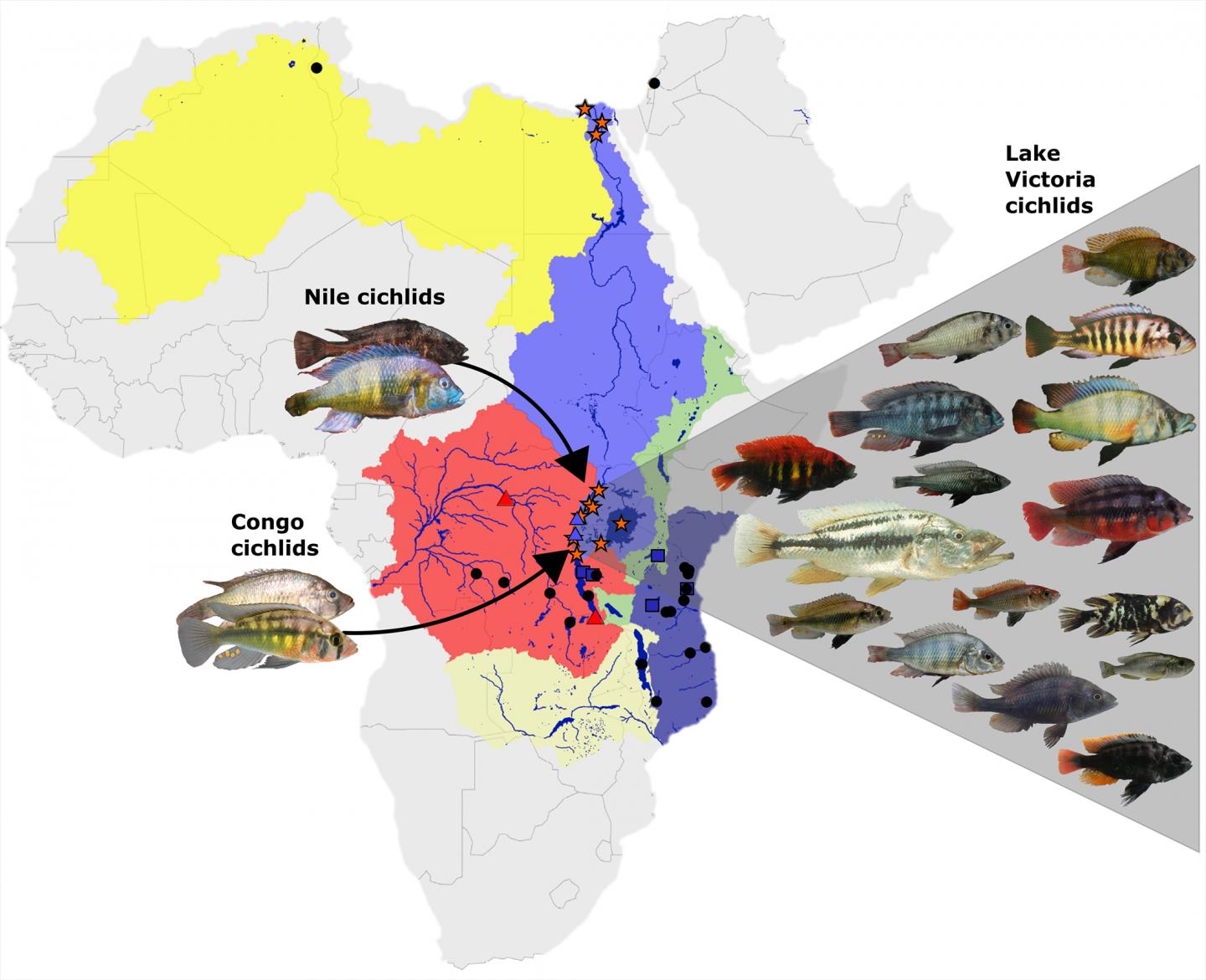 Rapid Fish Evolution [IMAGE] | EurekAlert! Science News Releases