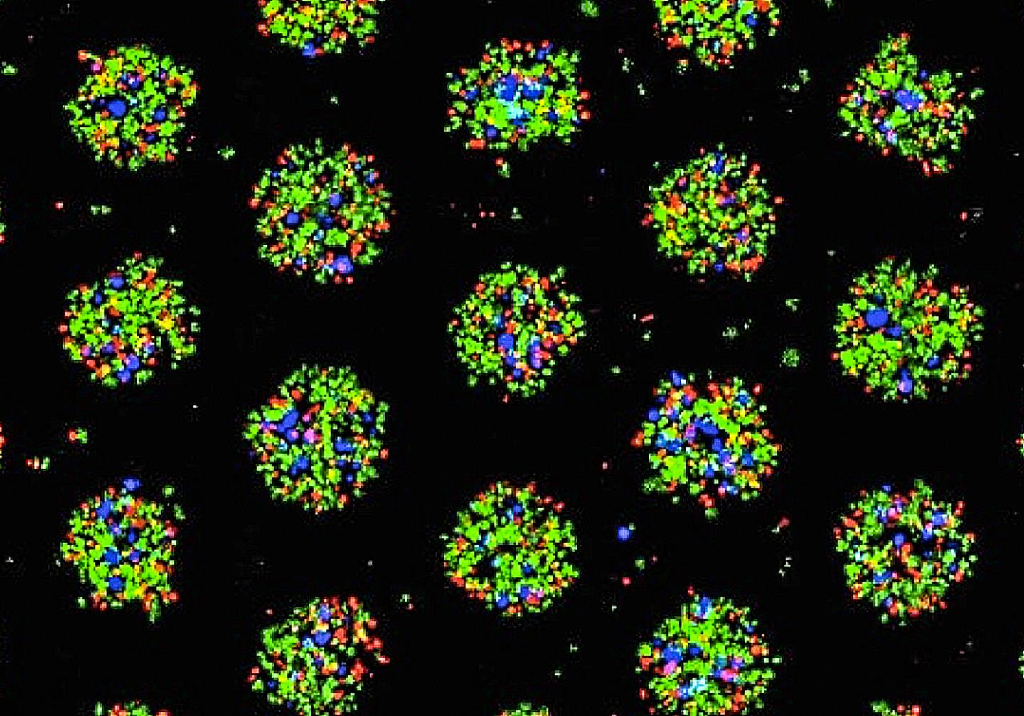 Self-Organizing Mini Livers [IMAGE] | EurekAlert! Science News Releases