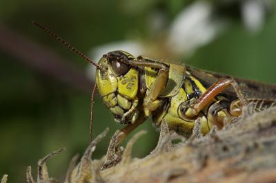 Frightened Grasshoppers Slow S [IMAGE] | EurekAlert! Science News Releases