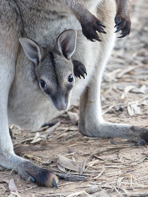 Endangered wallaby population bounces back af | EurekAlert!
