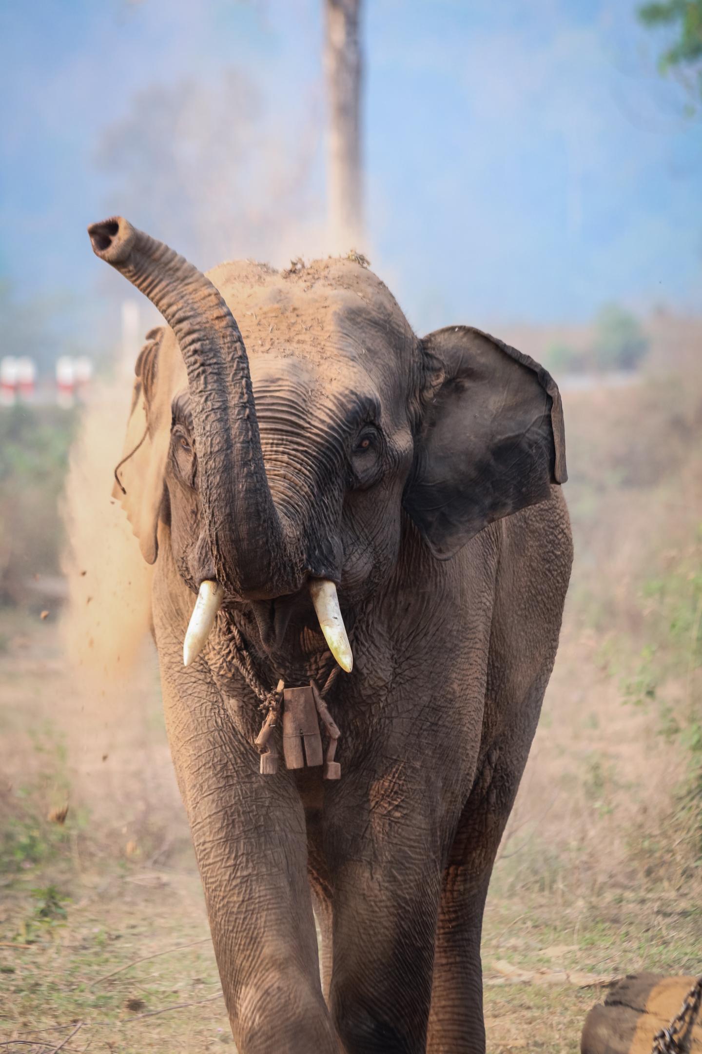 Asian elephants have different personality tr | EurekAlert!