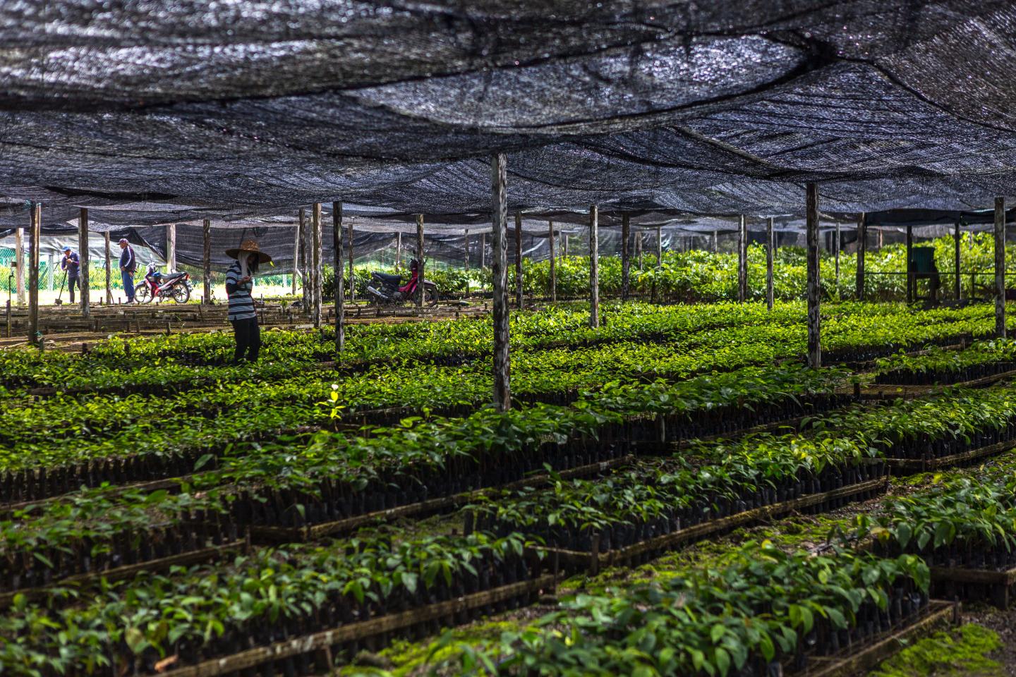 The INFAPRO Nursery [IMAGE] | EurekAlert! Science News Releases