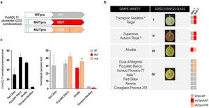 Unlocking the genetic secrets of seedlessness | EurekAlert!