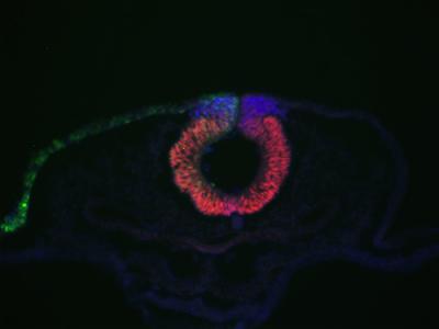 Cells in Chicken Embryo [IMAGE] | EurekAlert! Science News Releases