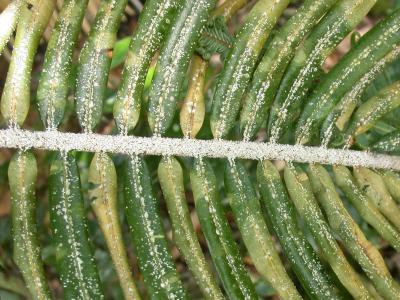 Invasive Cycad Scale [IMAGE] | EurekAlert! Science News Releases