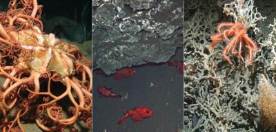 Deep Sea Riches [IMAGE] | EurekAlert! Science News Releases