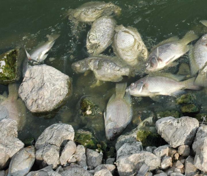 Researchers discover new fish virus that thre | EurekAlert!