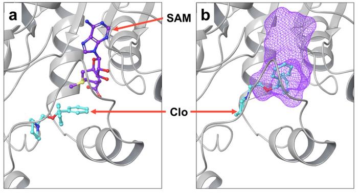 Docking studies of Clo or Can [IMAGE] | EurekAlert! Science News Releases