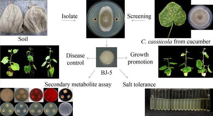 How do look for microbes in nature that are b | EurekAlert!