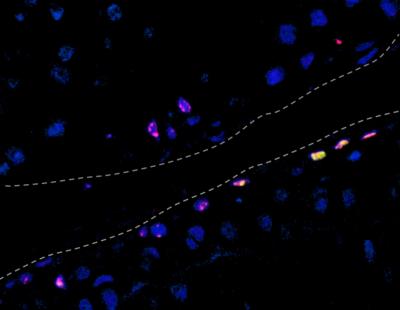 Mouse Joint Cartilage [IMAGE] | EurekAlert! Science News Releases