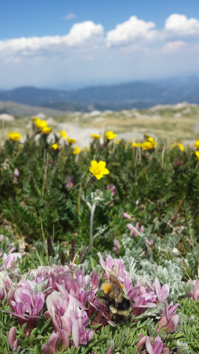 Bee 1 [IMAGE] | EurekAlert! Science News Releases