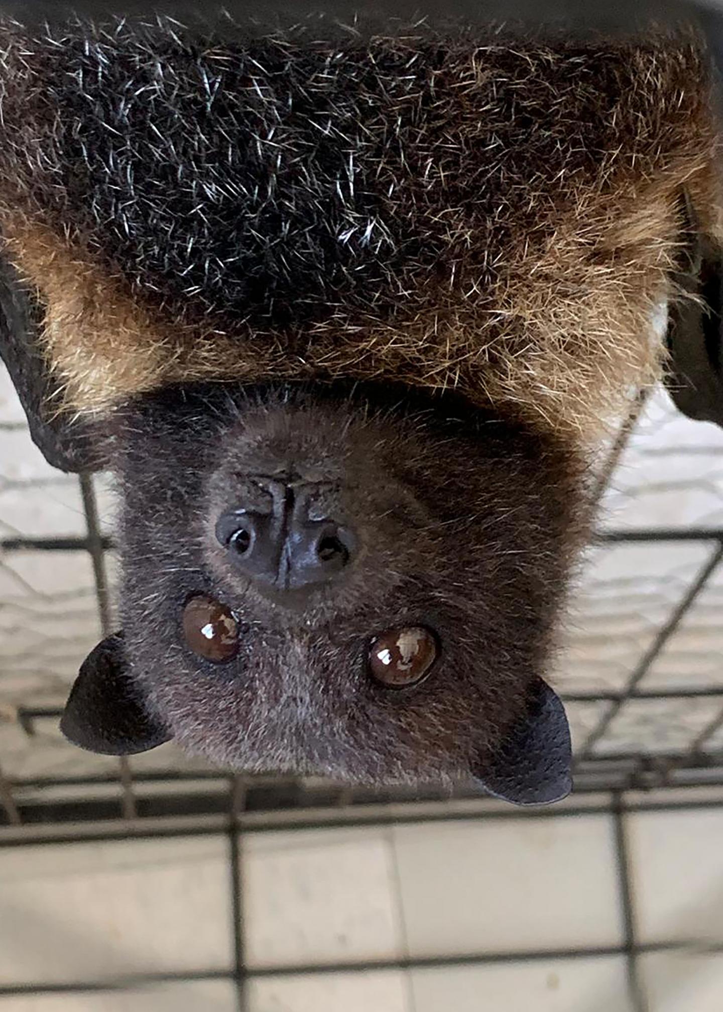 Mariana Fruit Bat Image Eurekalert Science News Releases
