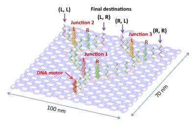 DNA Rail System [IMAGE] | EurekAlert! Science News Releases
