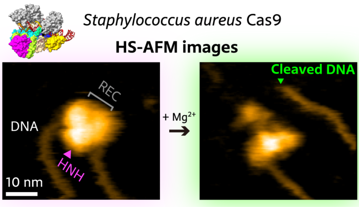 Figure 1. [IMAGE] | EurekAlert! Science News Releases