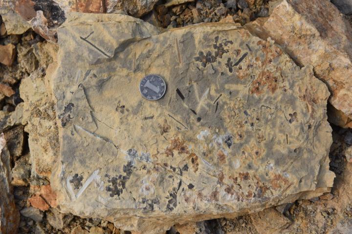 Siltstone Slabs Bearing Nanjin [IMAGE] | EurekAlert! Science News Releases