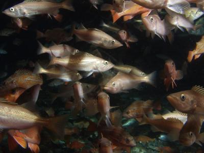 Studies show that rockfish thrive with offsho | EurekAlert!