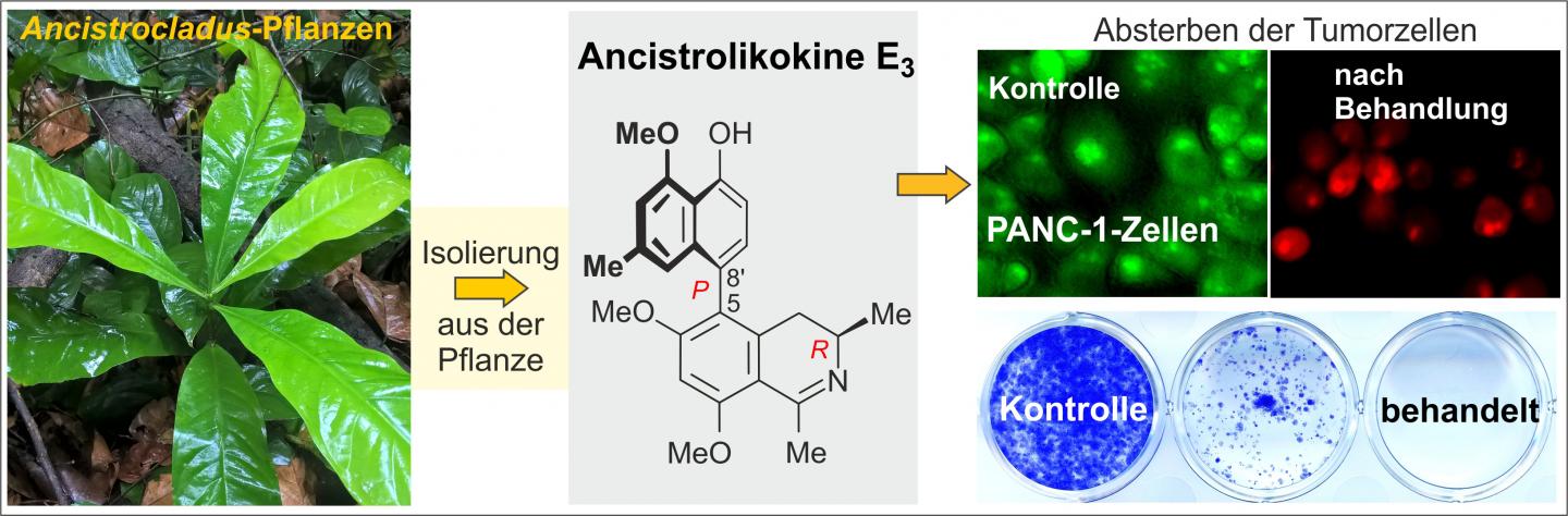 Plant-Based Anticancer Drug [IMAGE] | EurekAlert! Science News Releases