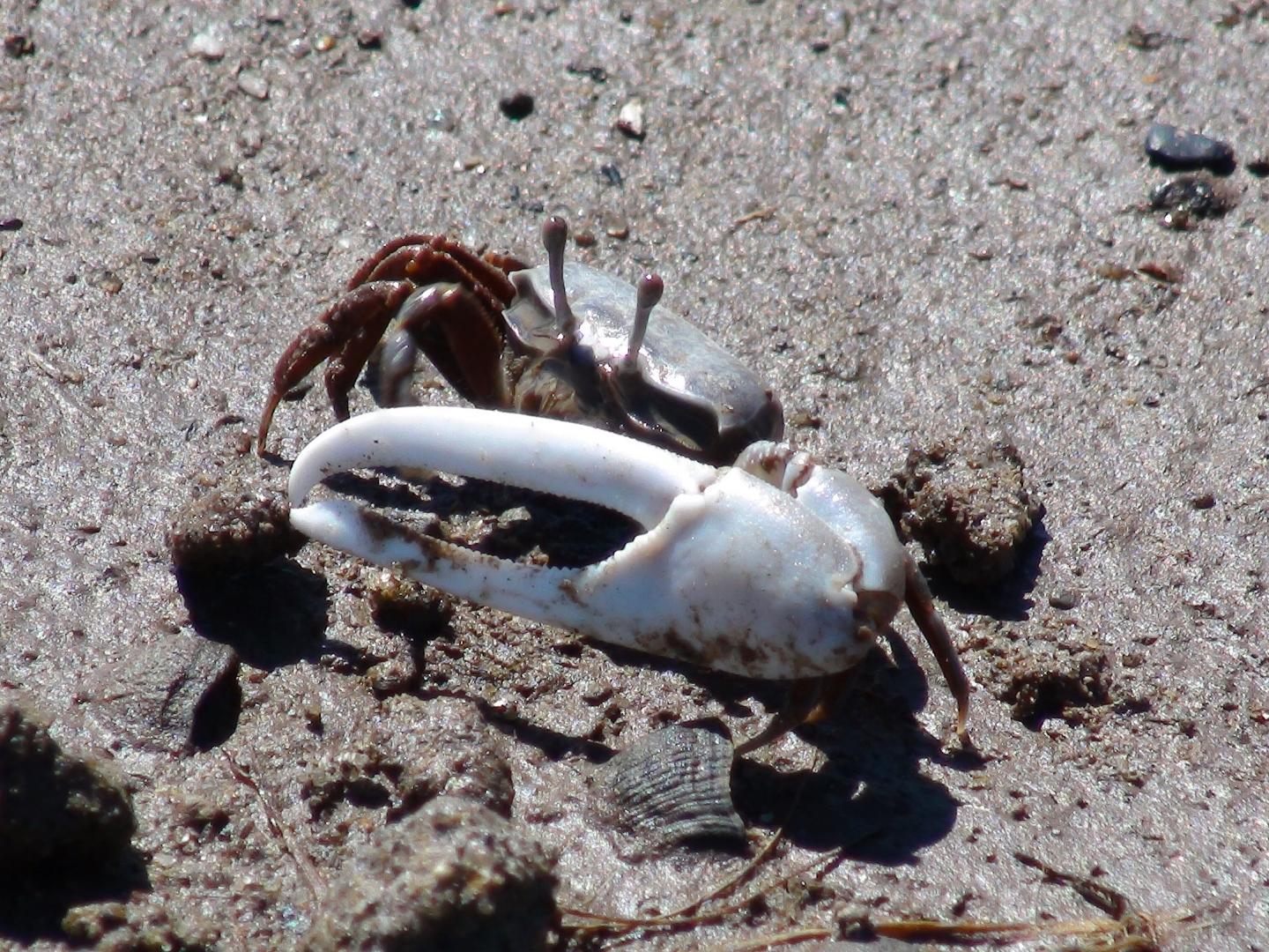 Fighting fiddler crabs call each other's bluf | EurekAlert!