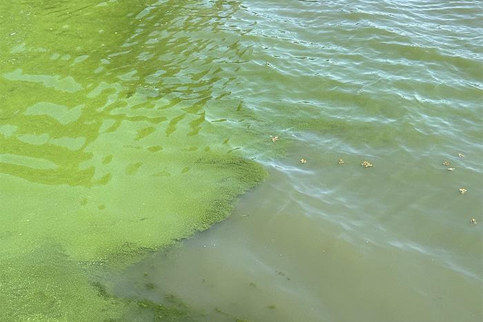 Algal Bloom [IMAGE] | EurekAlert! Science News Releases