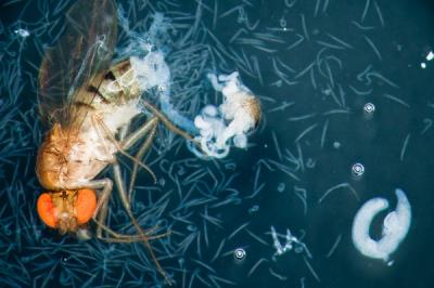 Fly Bacteria Protects Against Infertility (1 | EurekAlert!