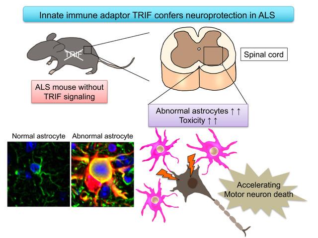 Innate Immune Adaptor TRIF Con [IMAGE] | EurekAlert! Science News Releases