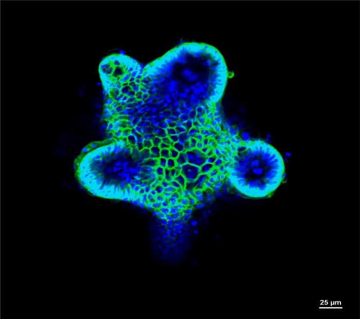 Complete organoid [IMAGE] | EurekAlert! Science News Releases