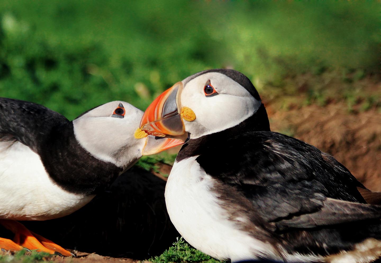 Puffins that stay close to their partner duri | EurekAlert!
