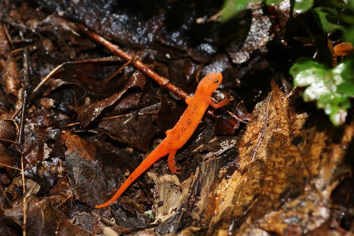 salamander [IMAGE] | EurekAlert! Science News Releases