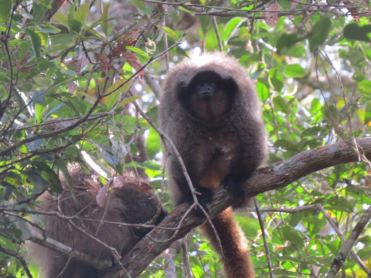 Titi Monkeys Use Probabilistic Predator Calls | EurekAlert!