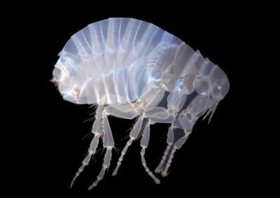Human Flea [IMAGE] | EurekAlert! Science News Releases