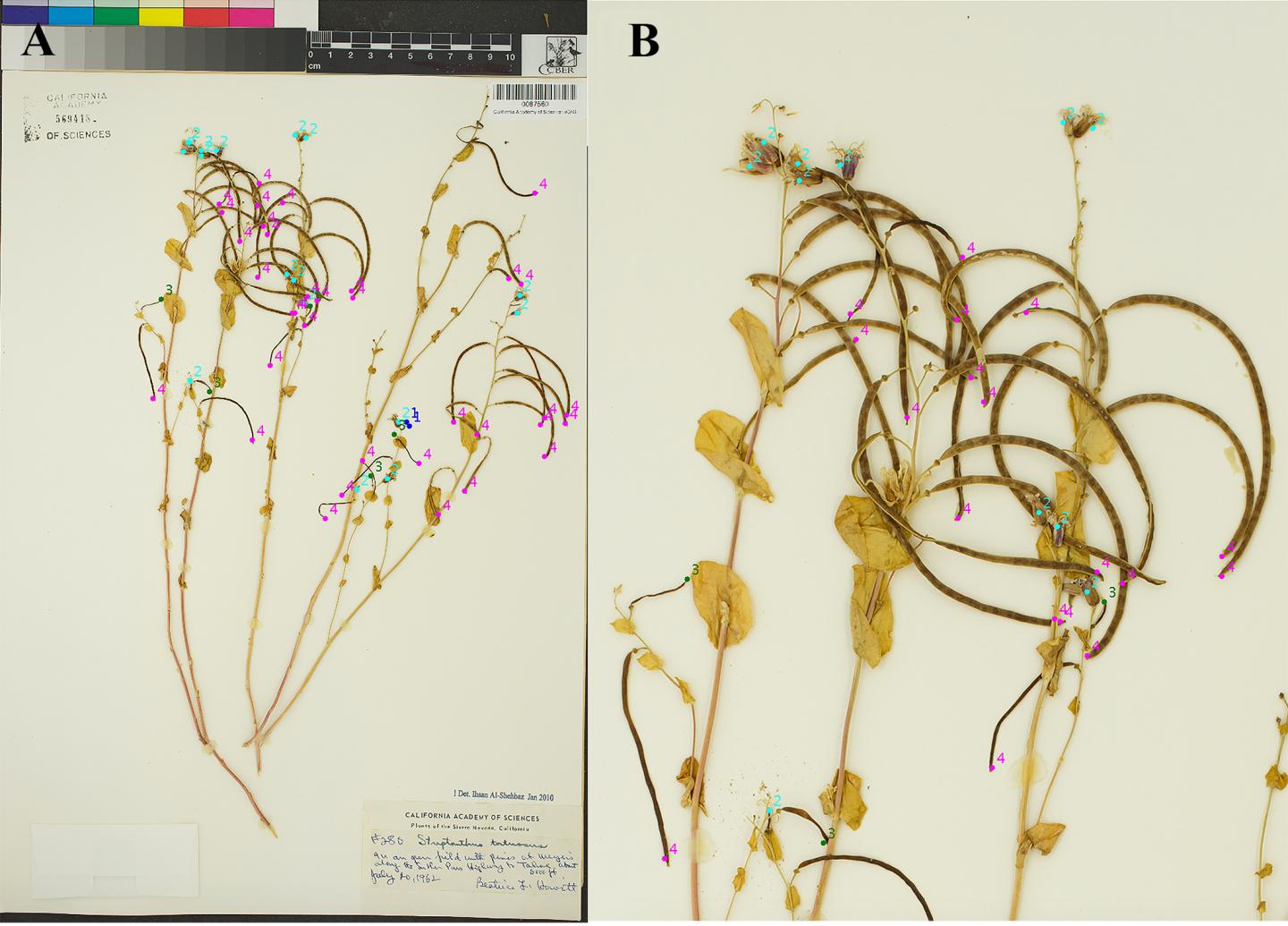 Sample Specimen [IMAGE] | EurekAlert! Science News Releases