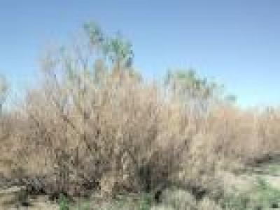 Tamarisk or Saltcedar [IMAGE] | EurekAlert! Science News Releases