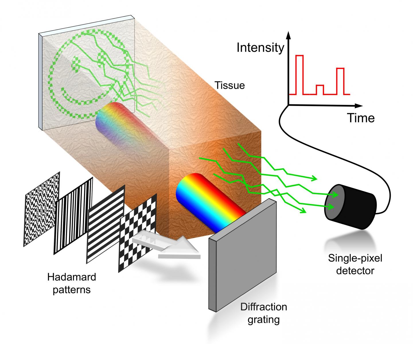 Wide-field Multiphoton Imaging through Scatte | EurekAlert!