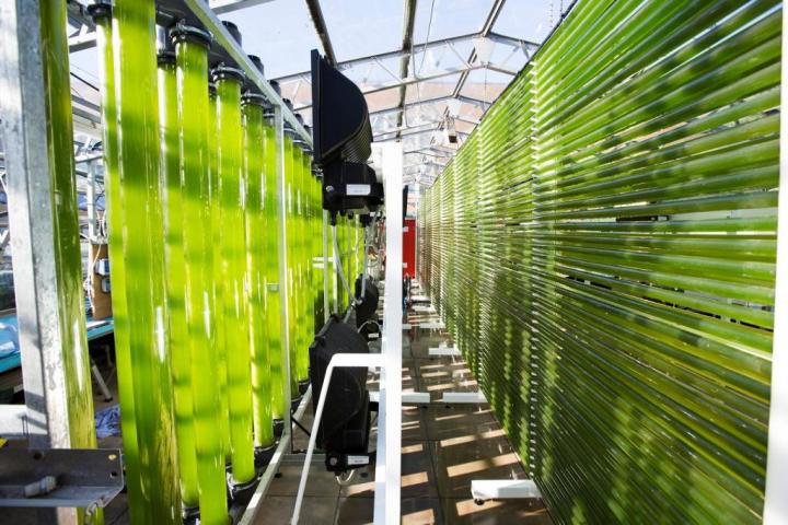 Using algae to promote agricultural sustainab | EurekAlert!