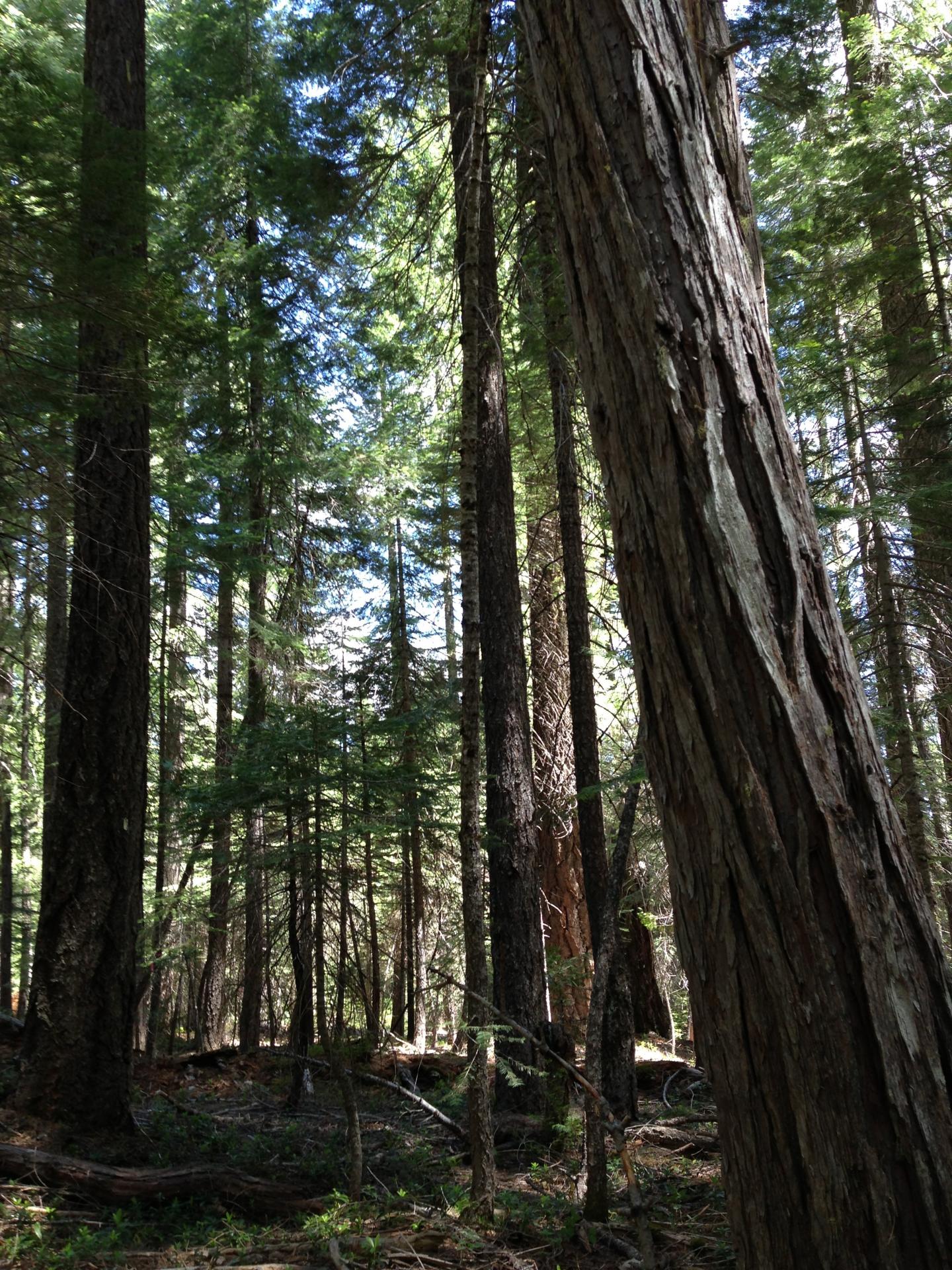 Densified Mixed-Conifer Forest [IMAGE] | EurekAlert! Science News Releases