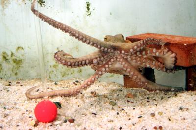 Octopus Memory Training [IMAGE] | EurekAlert! Science News Releases