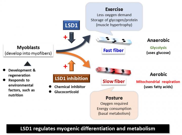 どの種類の筋肉細胞になるかを酵素「LSD1」が調節 | EurekAlert!