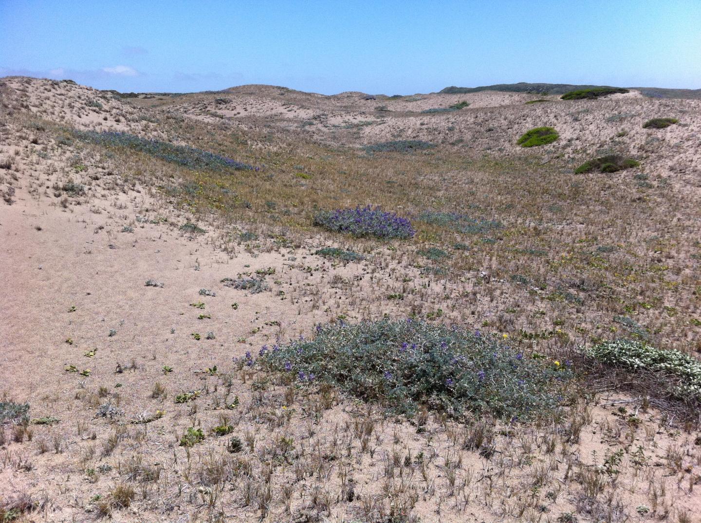 Rare dune plants thrive on disturbance | EurekAlert!