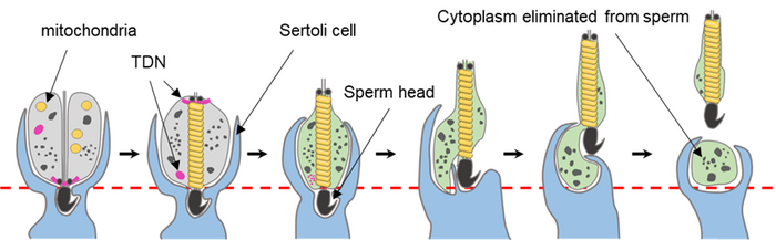 Fig. 2 [IMAGE] | EurekAlert! Science News Releases