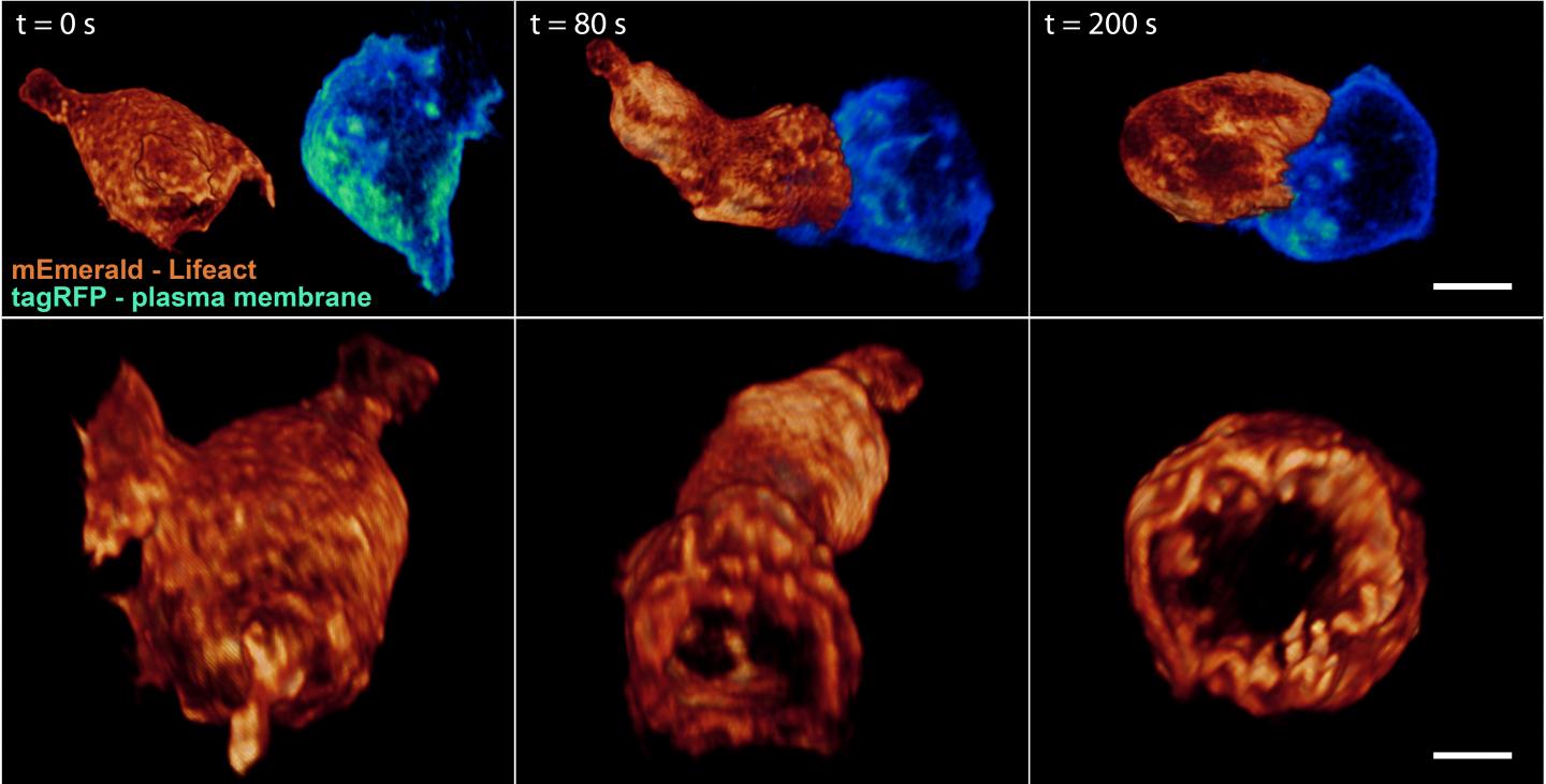 New Microscope Peers at Subcellular Gears in | EurekAlert!