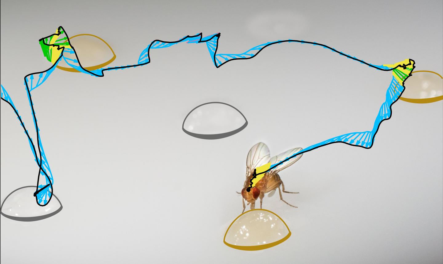 Fruit Flies Deprived of Specif [IMAGE] | EurekAlert! Science News Releases