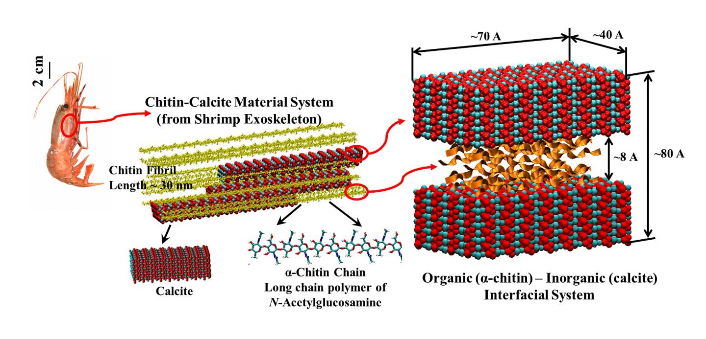 Shrimp [IMAGE] | EurekAlert! Science News Releases