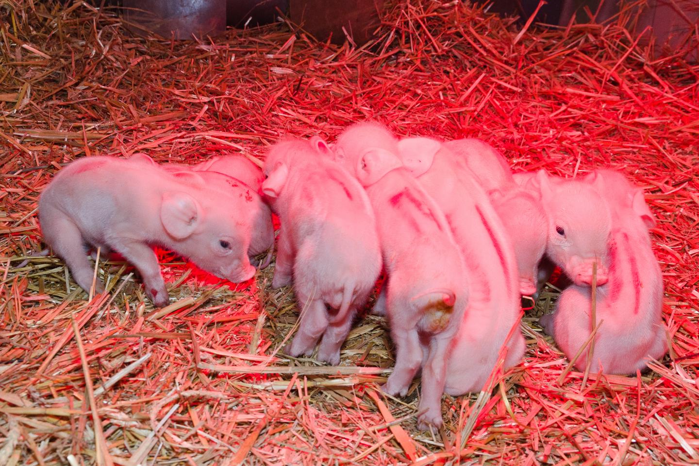 Suckling Piglets [IMAGE] | EurekAlert! Science News Releases