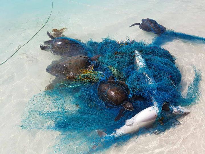Entanglement in Ghost Fishing [IMAGE] | EurekAlert! Science News Releases