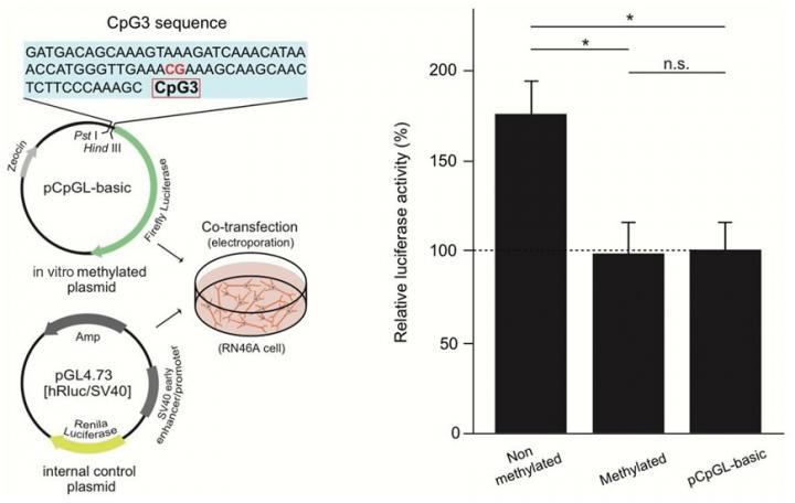 Functional Analysis of CpG3 Me [IMAGE] | EurekAlert! Science News Releases
