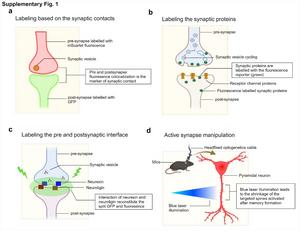 Exploring the frontiers of synaptic research | EurekAlert!